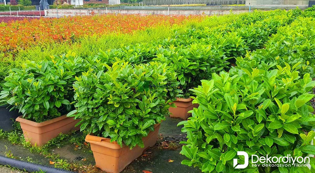 Soğuğa Dayanıklı Çit Bitkileri Nelerdir? » Dekordiyon